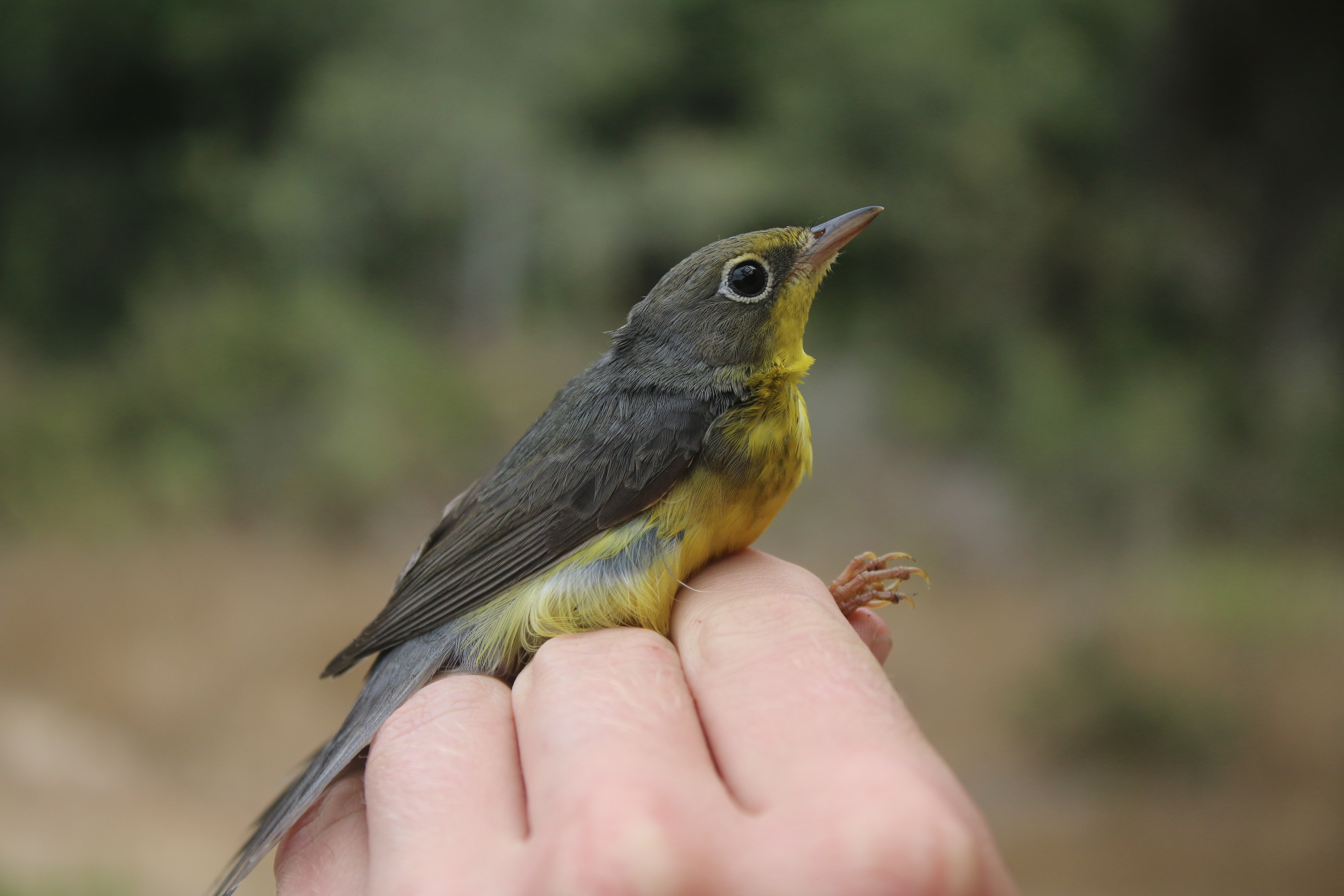 Point Blue Conservation Science: Monthly Banding Summary, August 2018 ...