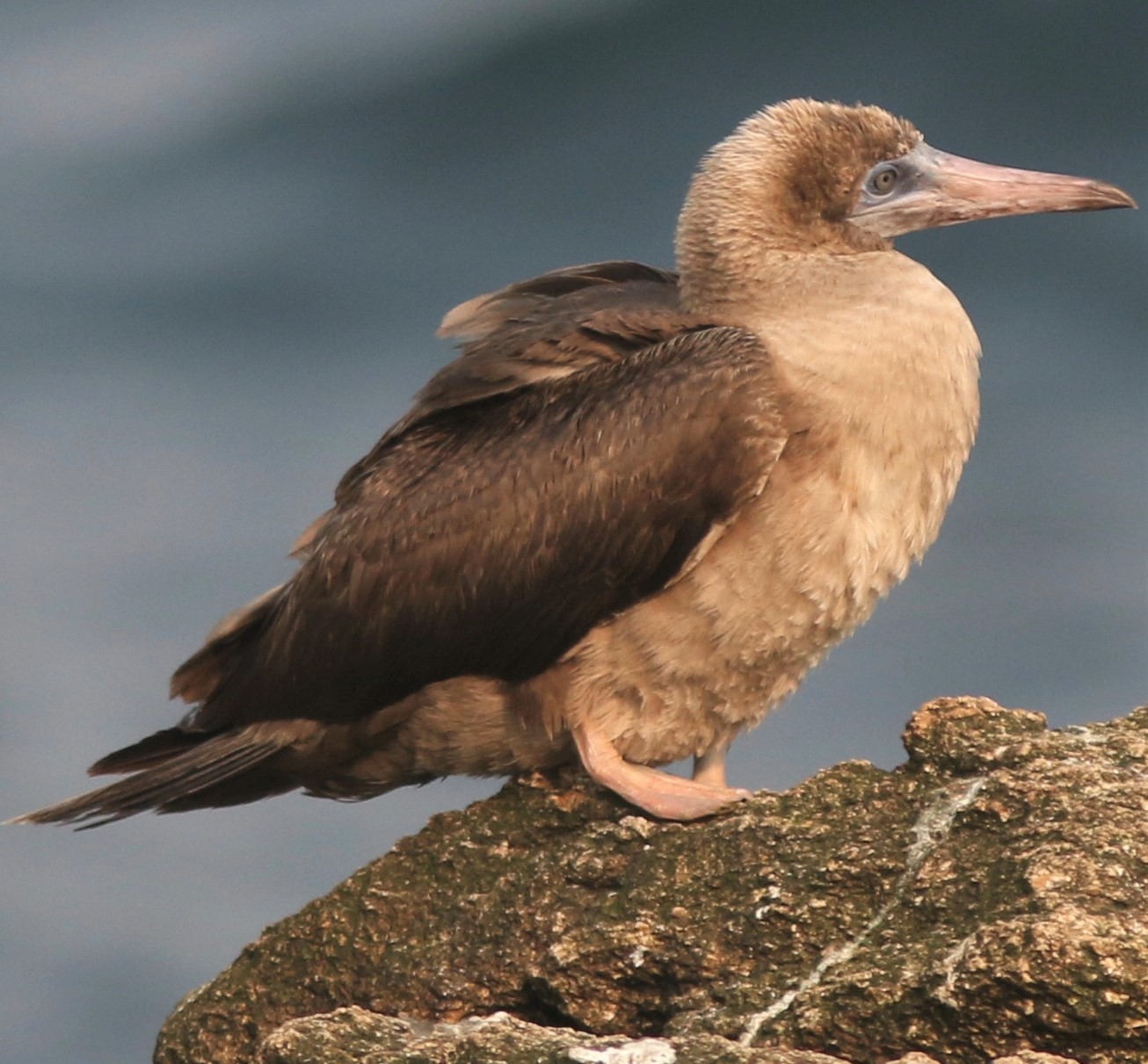 Red Footed Booby