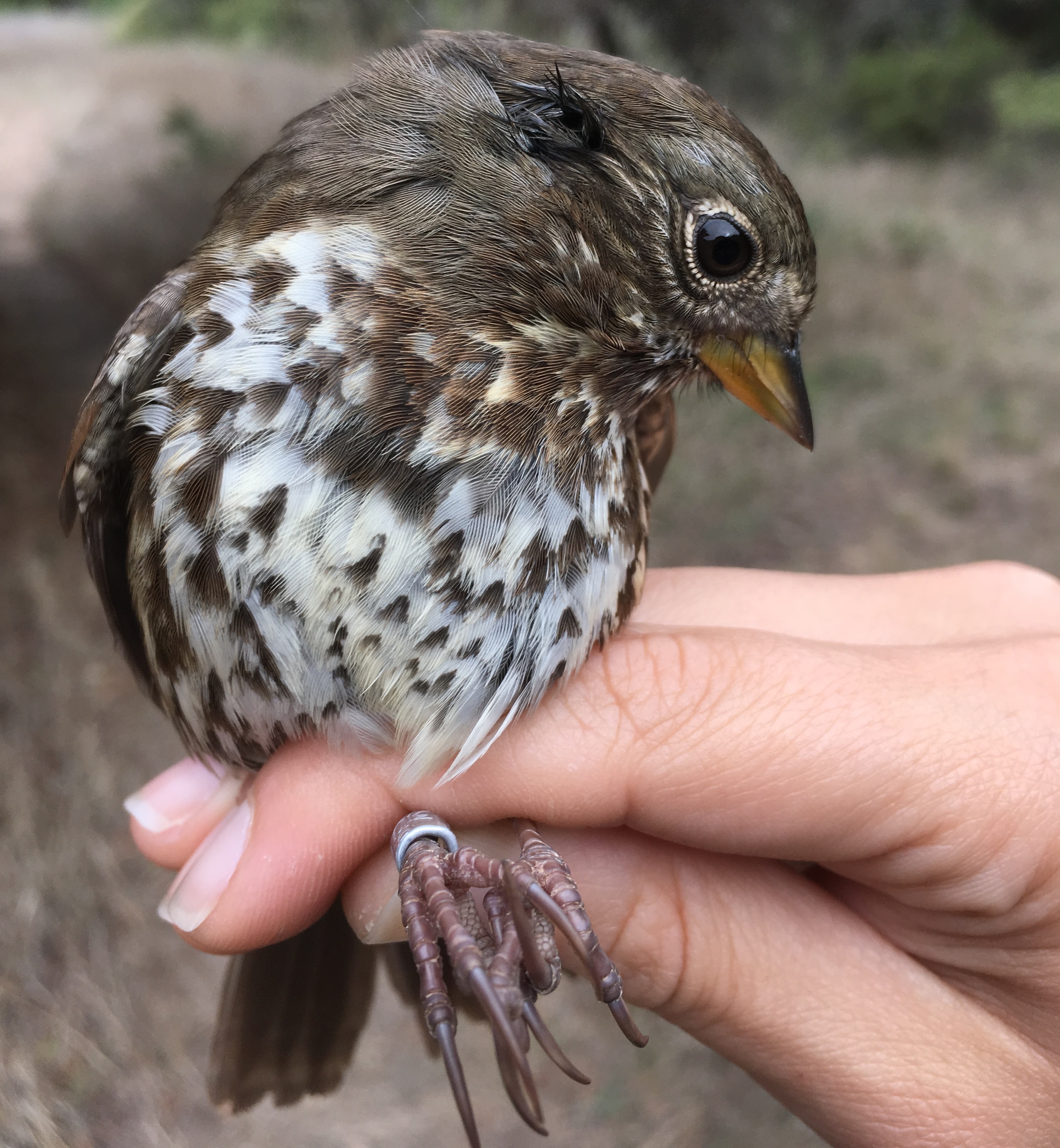 Point Blue Conservation Science: Monthly Banding Summary, October 2018 ...