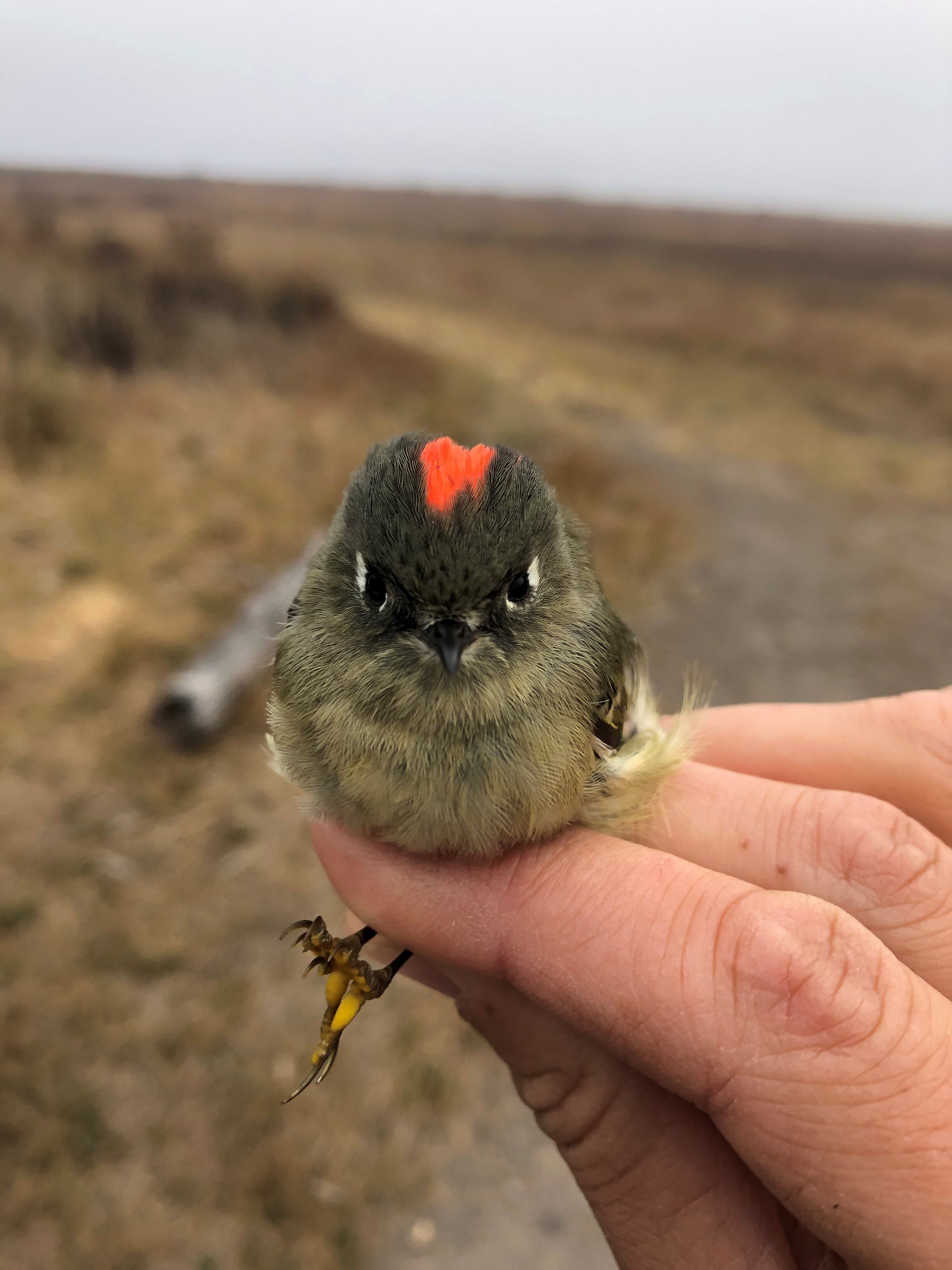 Point Blue Conservation Science: Monthly Banding Summary, November 2019 ...
