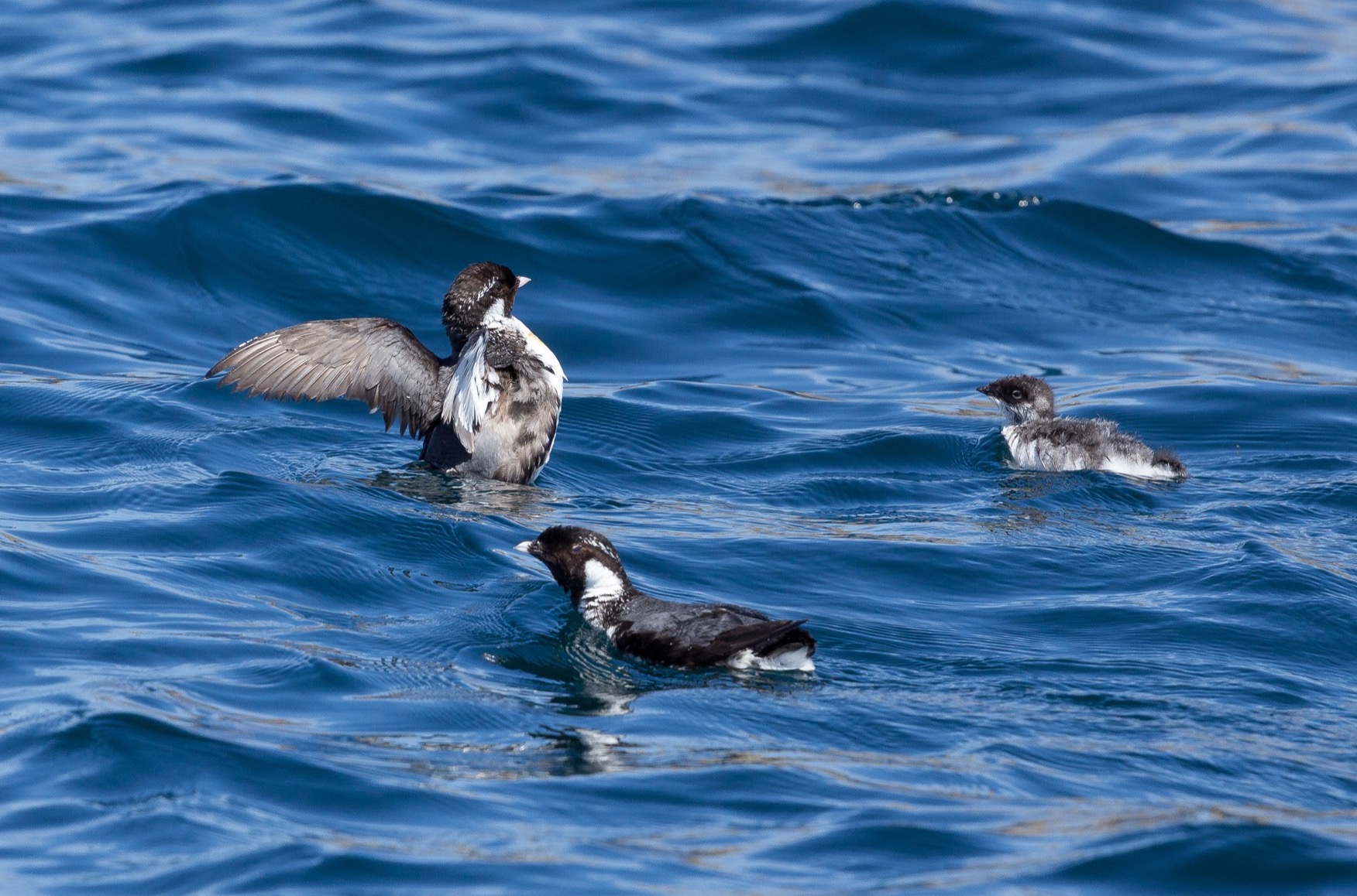 Ancient Murrelet