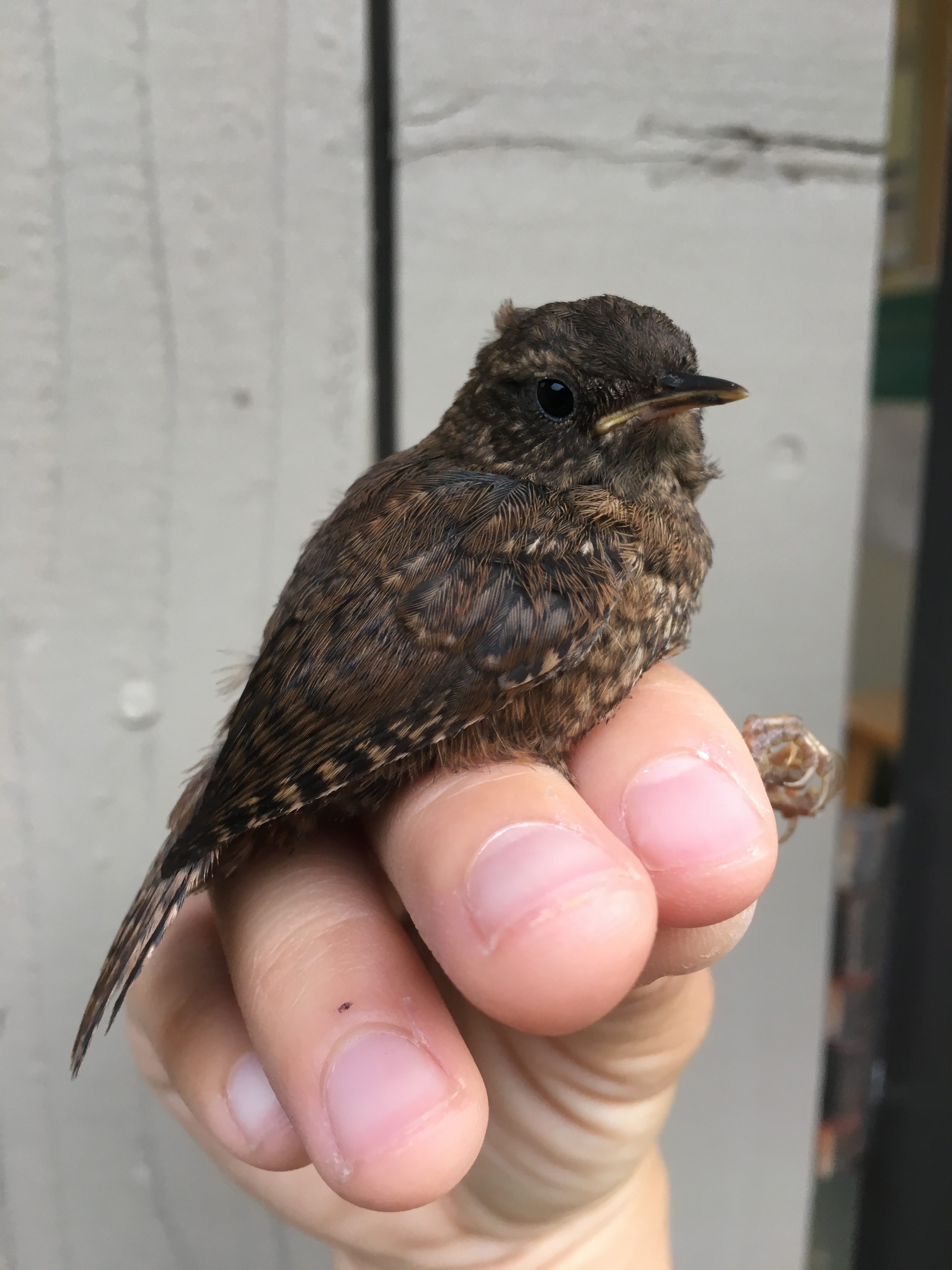 Point Blue Conservation Science: Monthly Banding Summary, May 2019 ...
