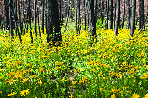 How do we live with fire in California? - Point Blue