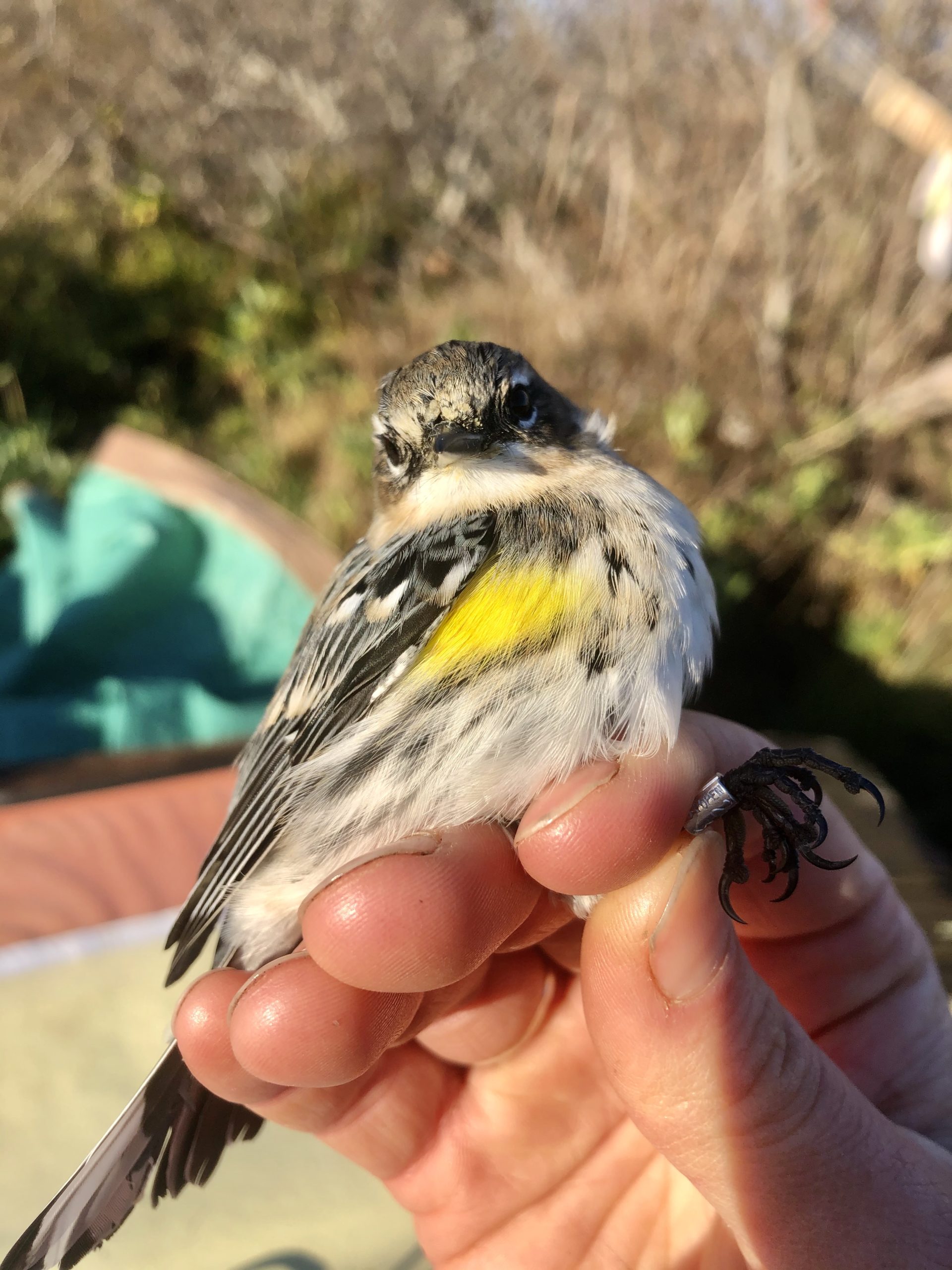Point Blue Conservation Science: Monthly Banding Summary, January 2020 ...