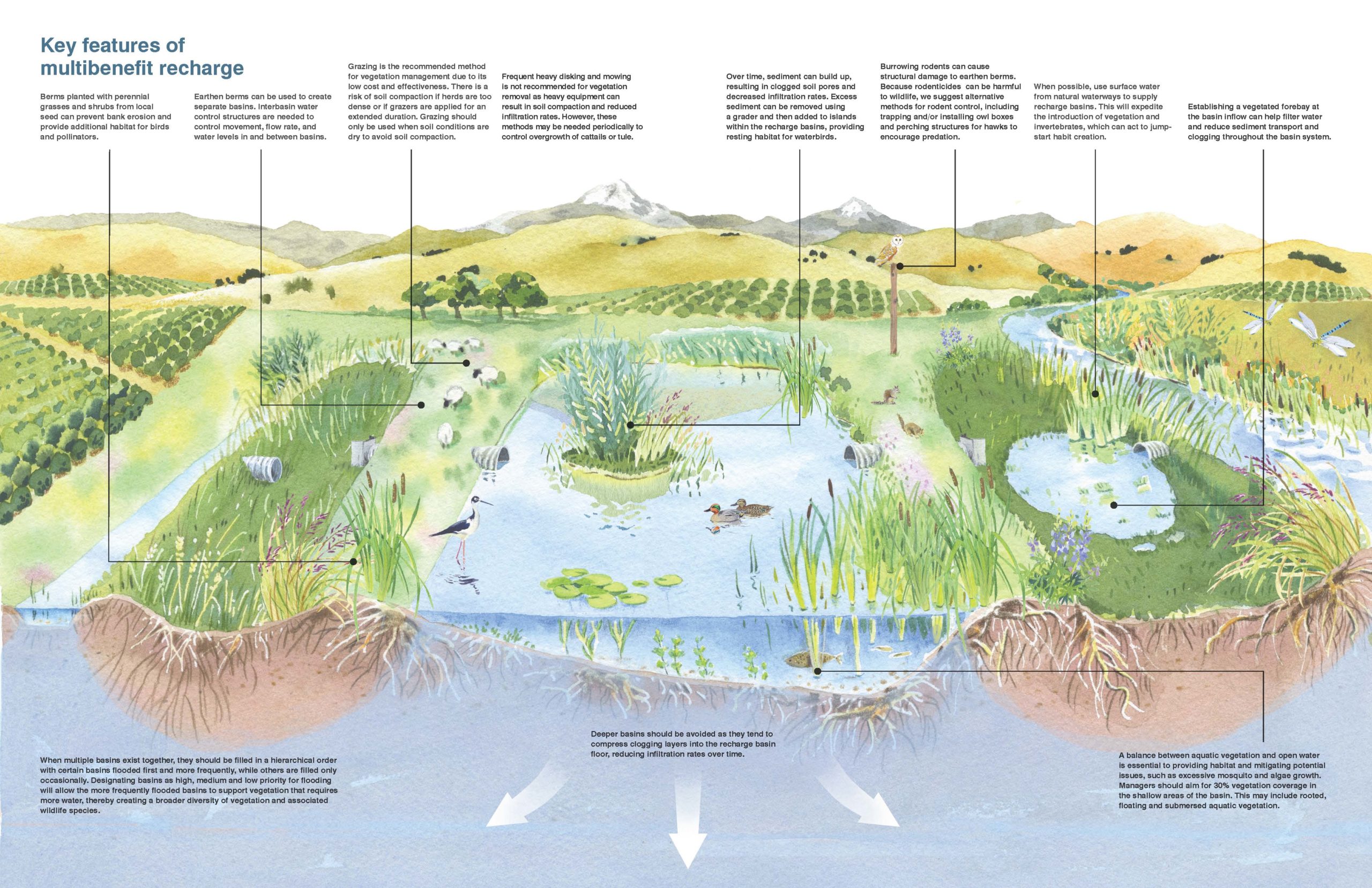 Attractive and Beneficial: Groundwater Recharge Basins Can Be Both for ...