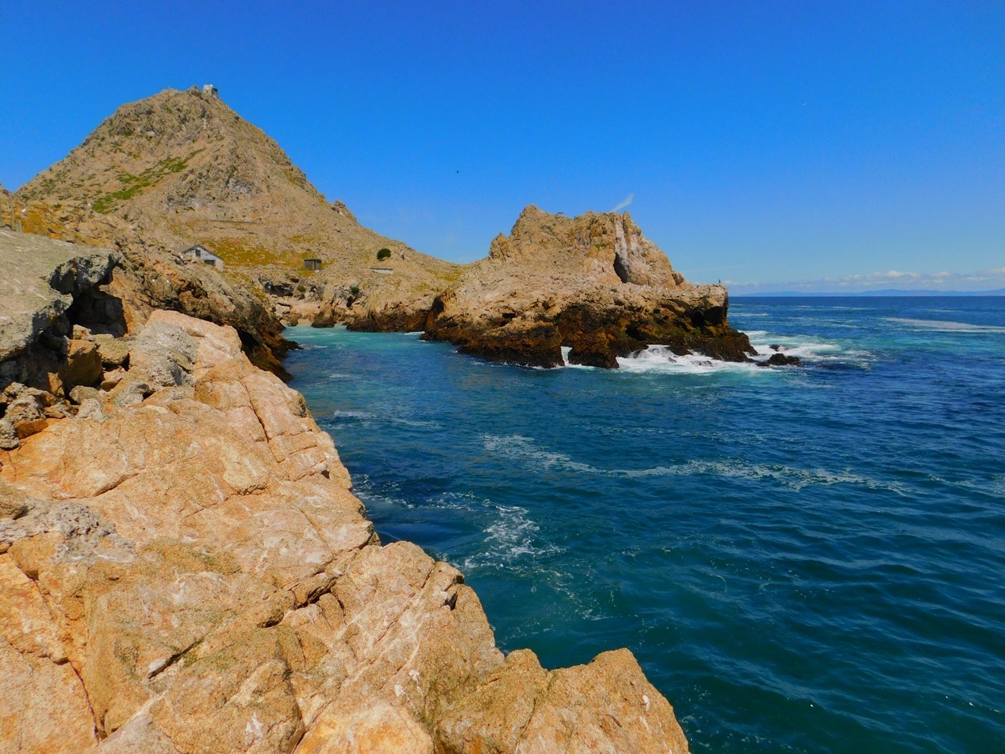 Exciting Encounters at SST Point! - Point Blue