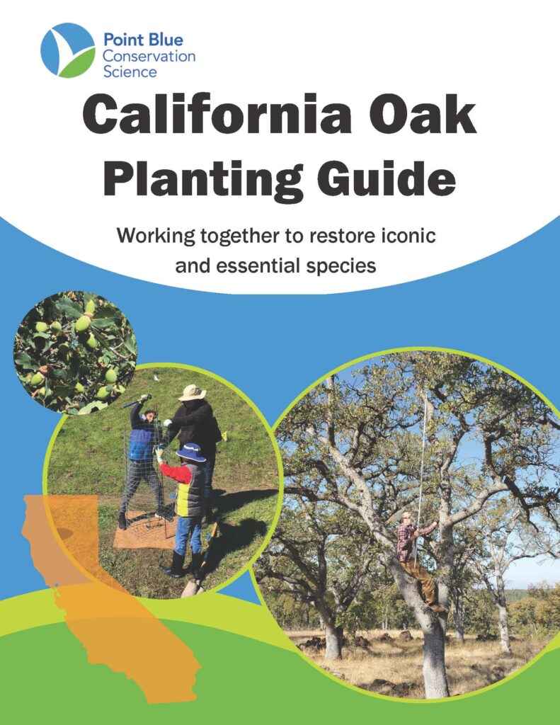 California Oaks Need Our Help! Here's How... - Point Blue